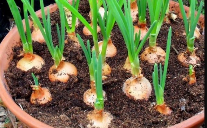 : 4 Maneiras de Cultivar, Características