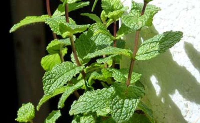 Como cultivar hortelã em casa: Veja nossas dicas!