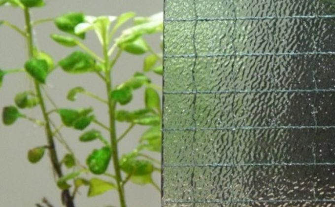 Vidro Mini Boreal: O Que É, Dicas para Limpar e Ideias para