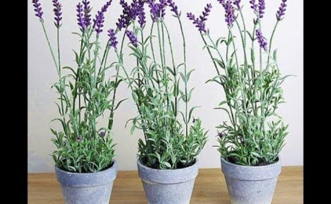 Como Plantar Lavanda: Dicas para Cultivar em Casa