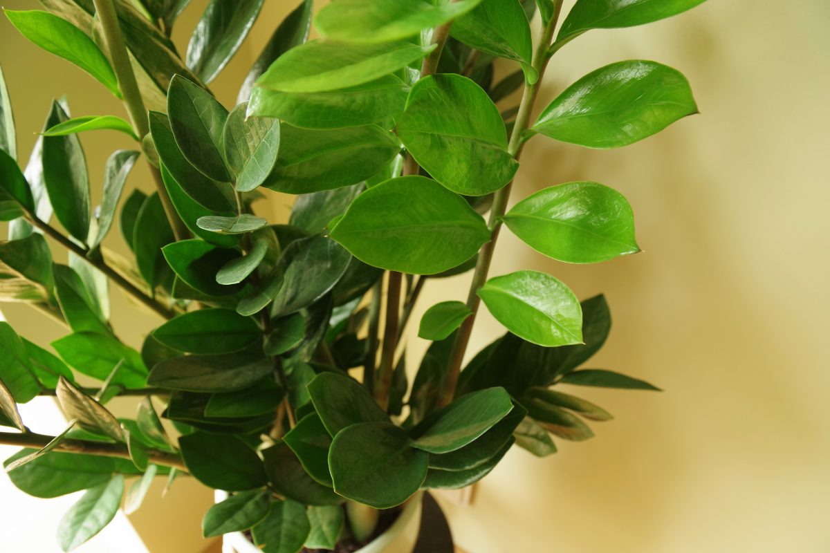 Conheça a zamioculca e saiba como alegrar a casa com a planta