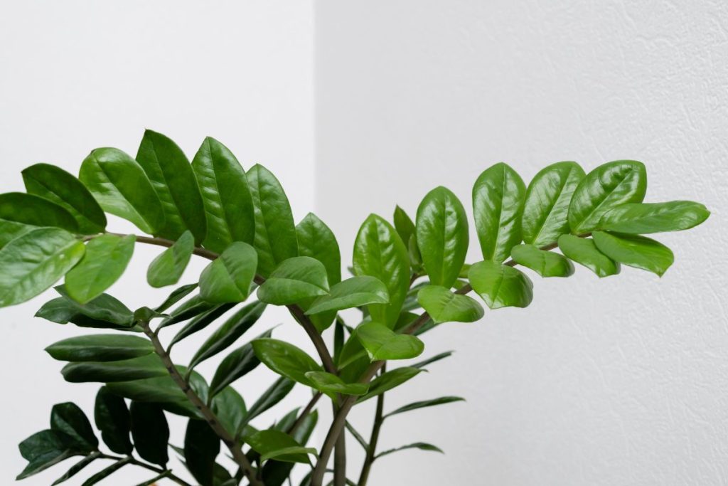 Conheça a zamioculca e saiba como alegrar a casa com a planta