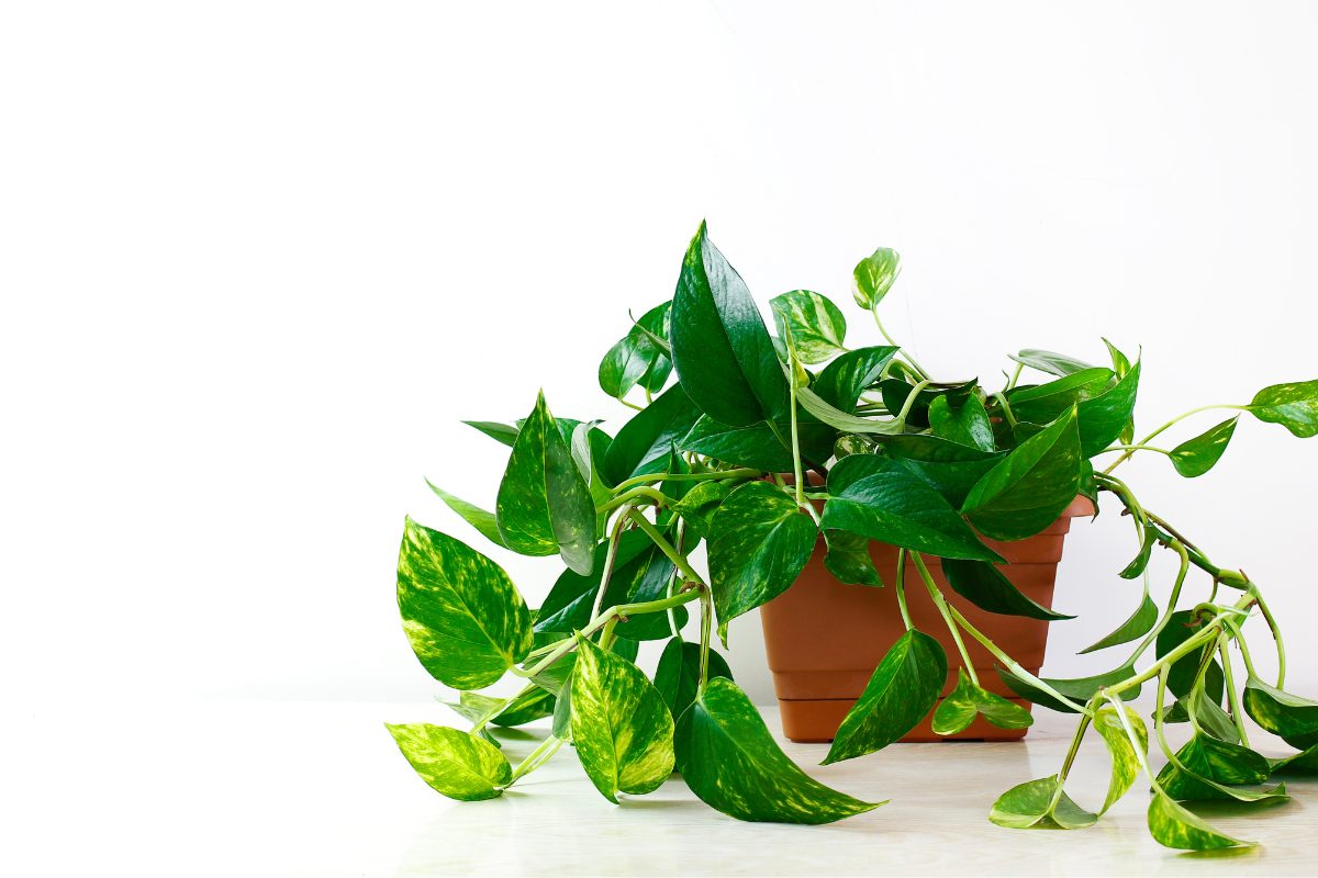 Jiboia: saiba tudo que você precisa saber!