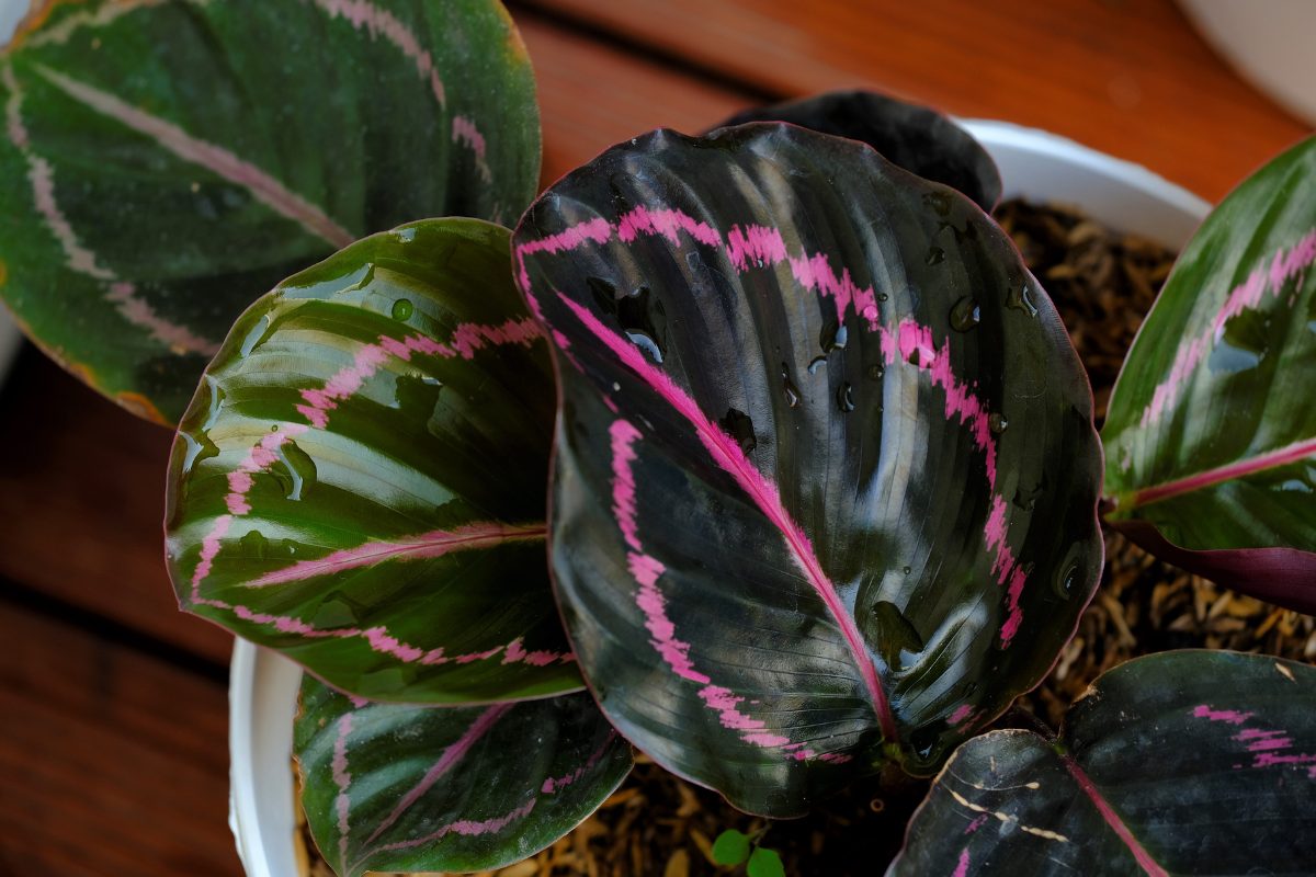 Maranta: tudo que você precisa saber!