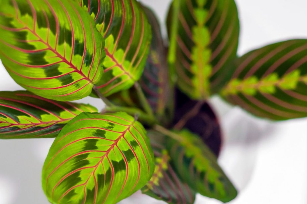 Maranta: tudo que você precisa saber!