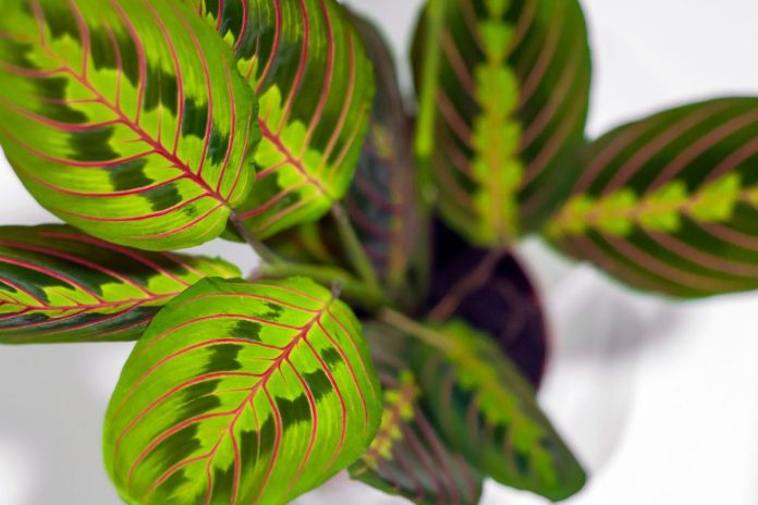 Maranta: tudo que você precisa saber!