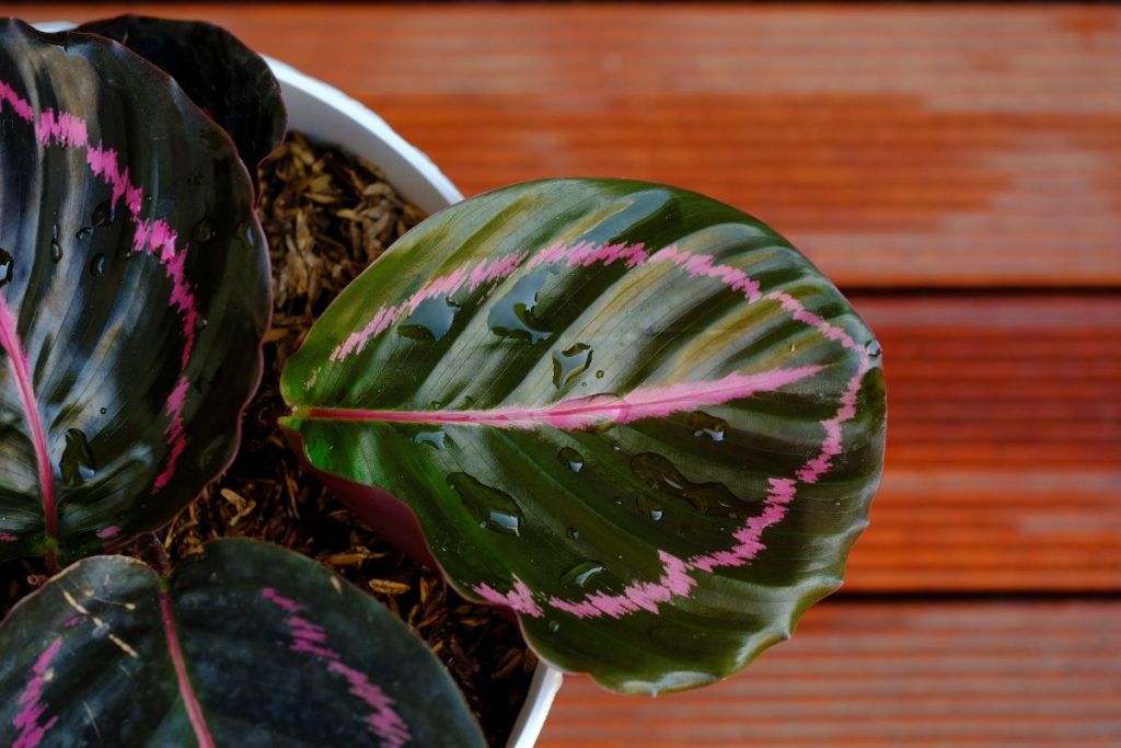 Maranta: tudo que você precisa saber!