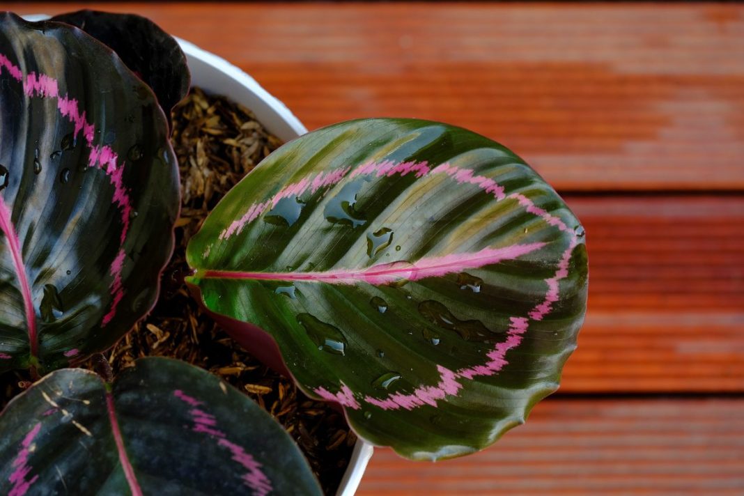 Maranta: tudo que você precisa saber!