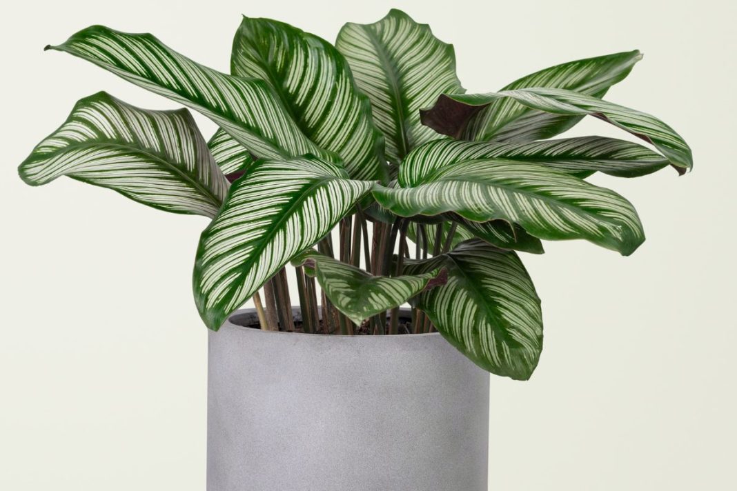 Maranta: tudo que você precisa saber!