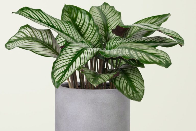 Maranta: tudo que você precisa saber!