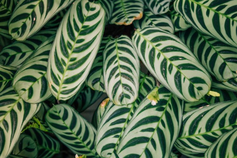 Maranta: tudo que você precisa saber!