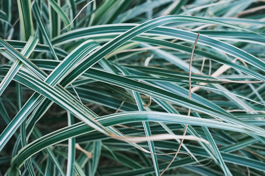 Maranta: tudo que você precisa saber!