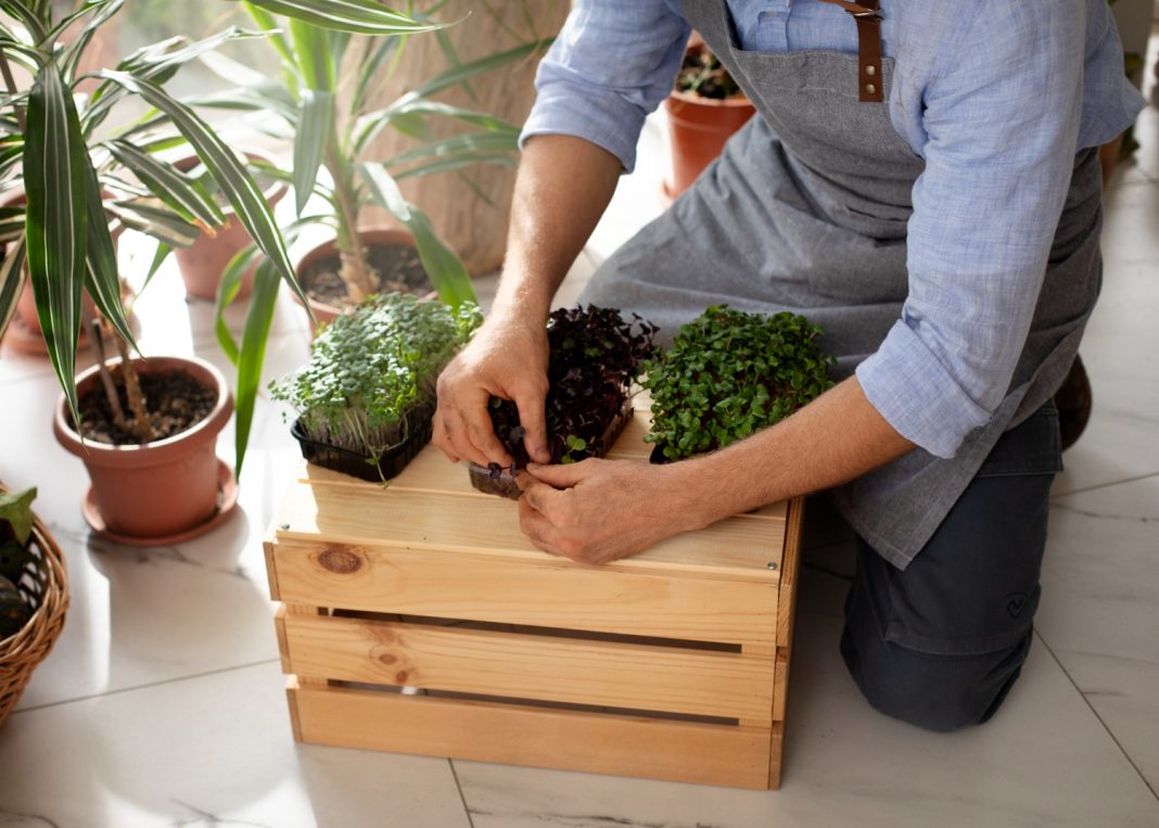 Horta em espaços pequenos: Saiba como criar a sua - Apartamento, casa e ...