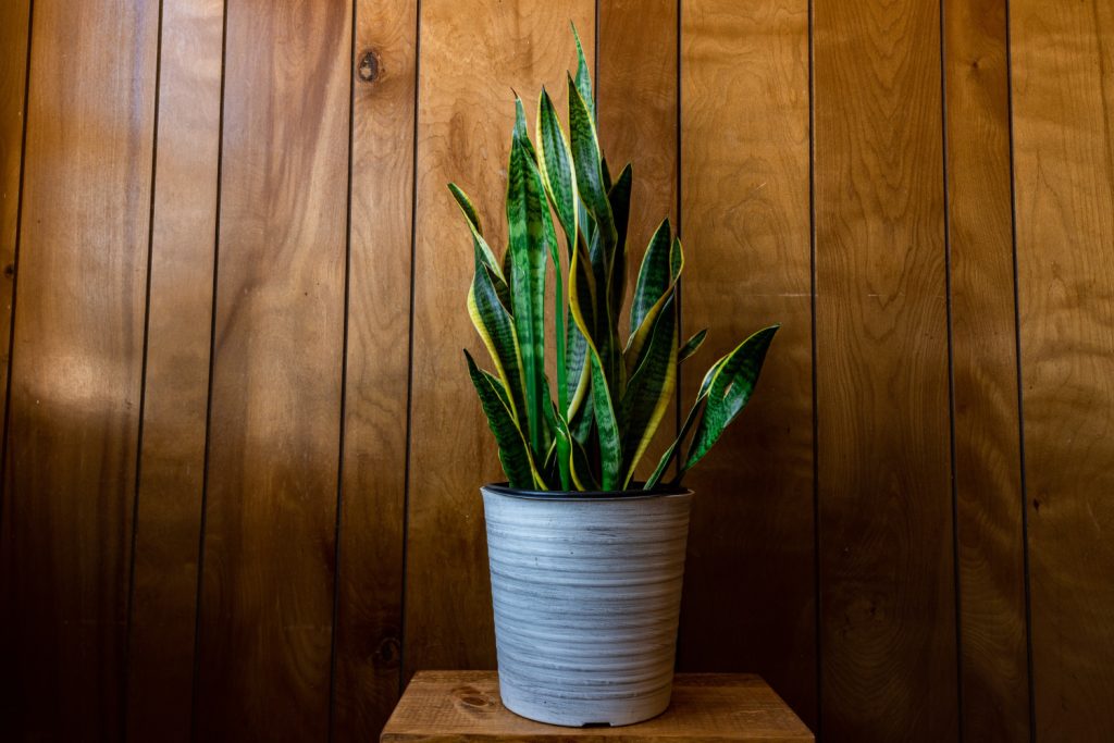 Plantas para atrair prosperidade: 7 espécies para ter em casa